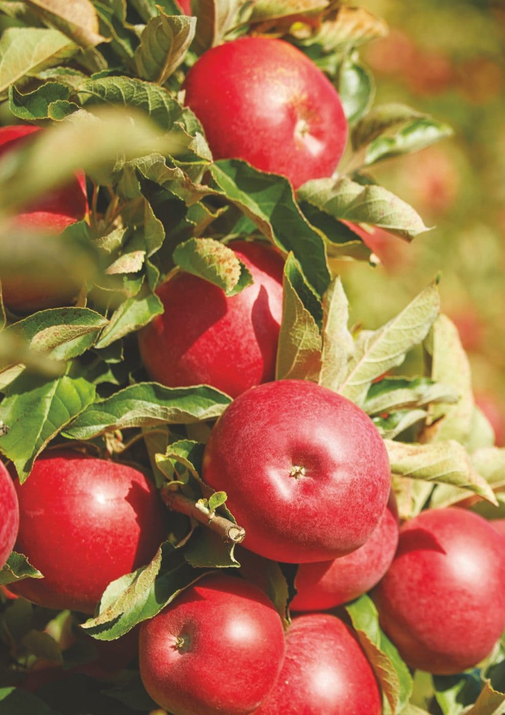 The Big Apple - Conservation News